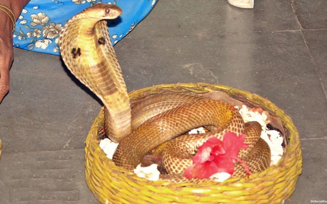 Nagapanchami – KANNADIGA WORLD